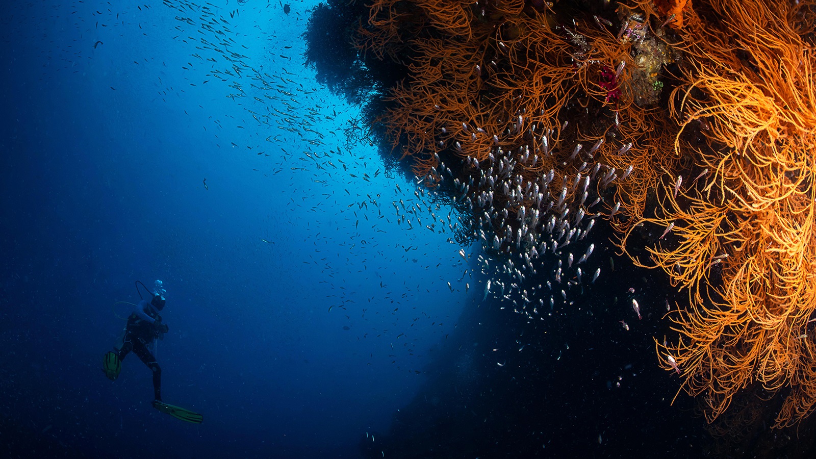 Marine Biologist Says Deep Sea Is a Fragile Lifeline That Must Be ...