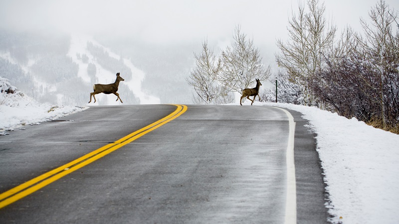 Wildlife Crossings Along U.S. Roads Can Help Animals and Habitat Adapt ...